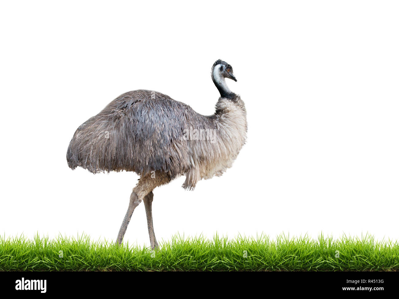 Australian emu isolated hi-res stock photography and images - Alamy