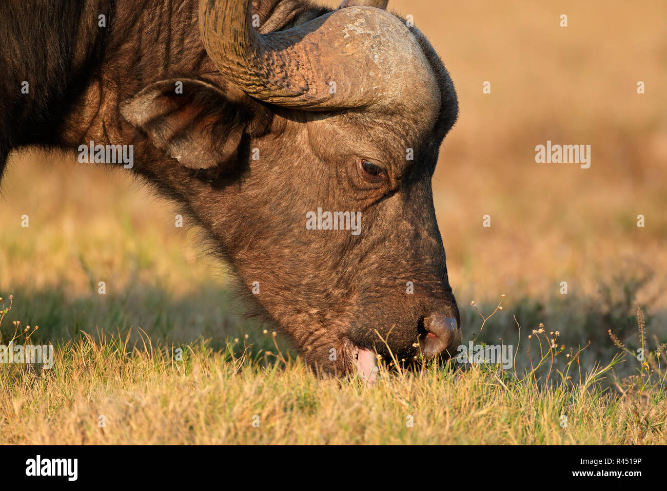 African buffalo portrait Stock Photo - Alamy