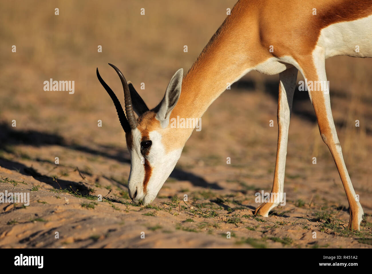 Springbok antelope portrait Stock Photo - Alamy