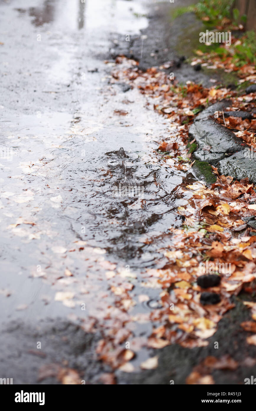 Autumn background. Puddle with falling leaves on pavement under Stock ...