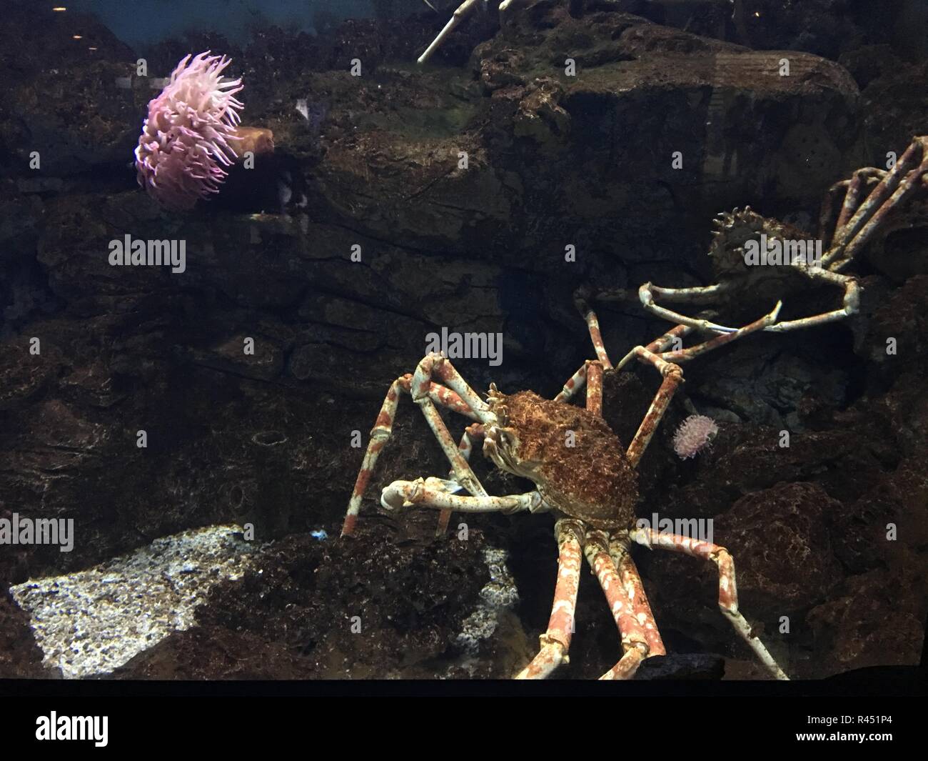 Beijing aquarium hi-res stock photography and images - Alamy