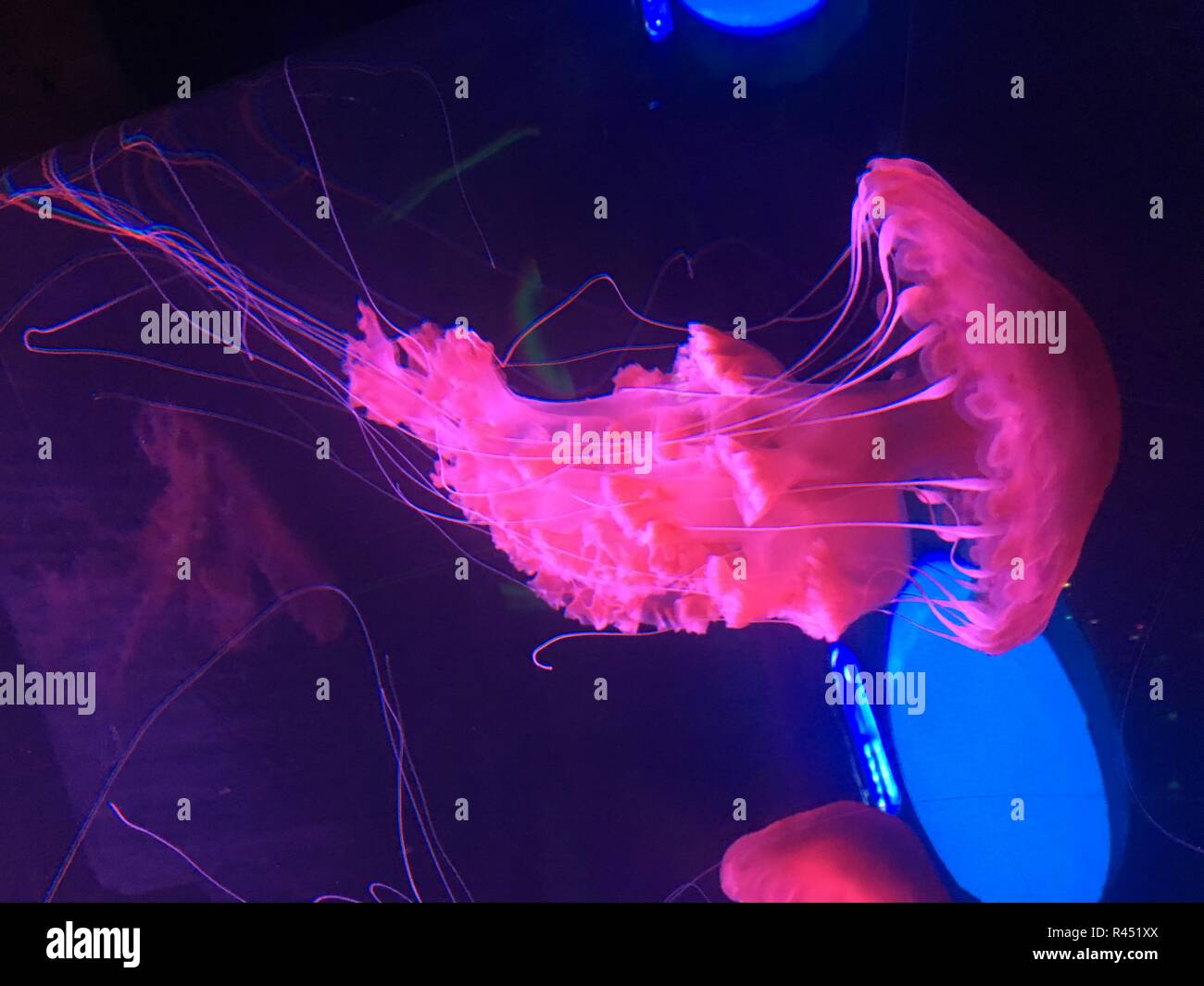Jellyfish wire hi-res stock photography and images - Alamy