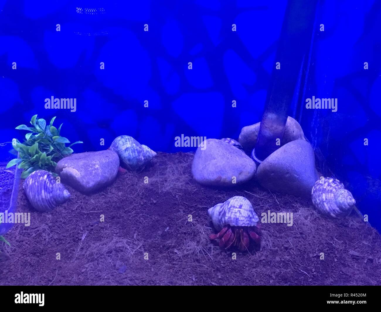 153 Fish High Resolution Stock Photography and Images - Alamy