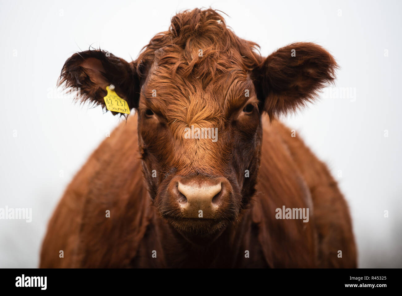 Sarah stands hi-res stock photography and images - Alamy