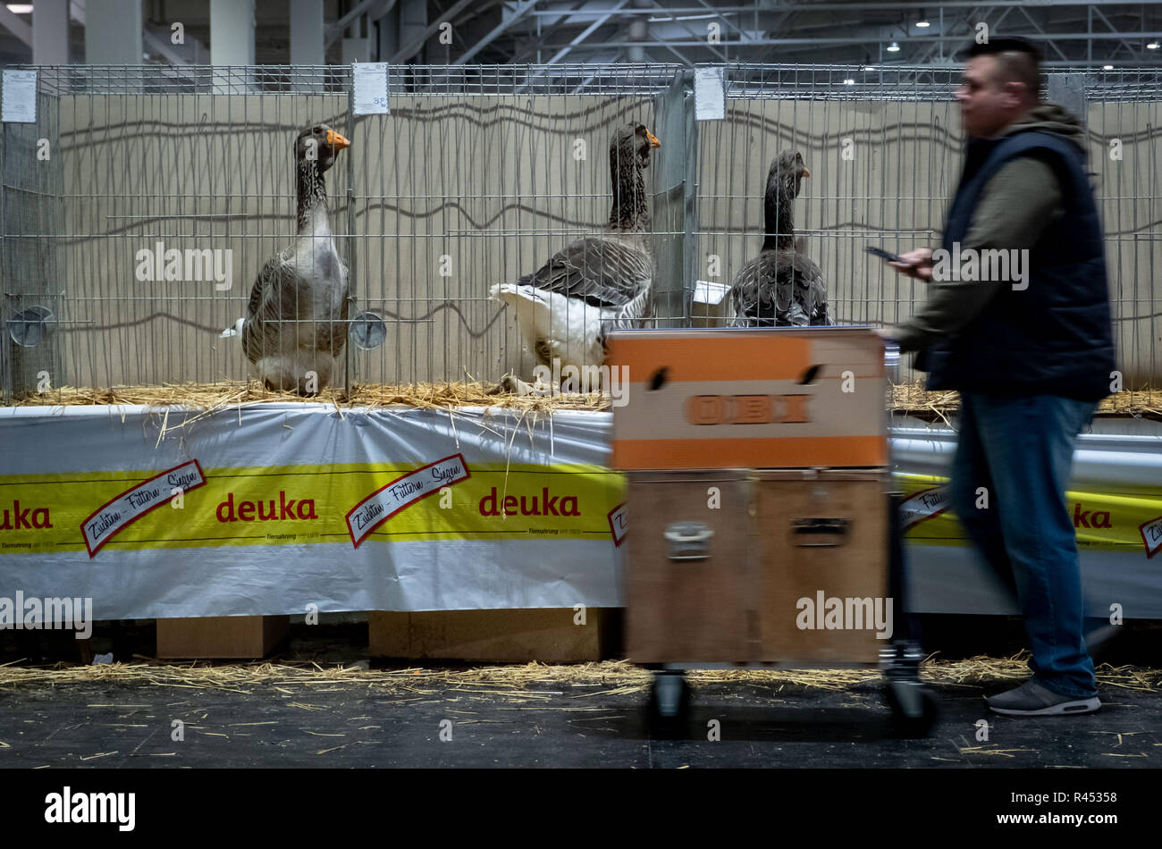 Hannover, Germany. 25th Nov, 2018. Geese of the breed "Toulouser Gänse ...
