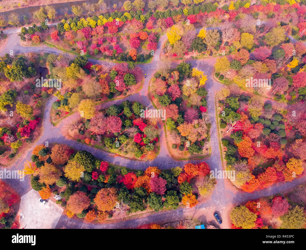 Rugao, Rugao, China. 25th Nov, 2018. Rugao, CHINA-The red maple trees ...