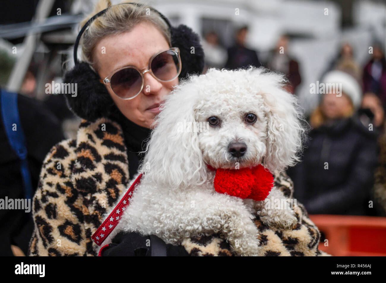 London, UK. 25 November 2018. Percy, a bichon, takes part in the ...