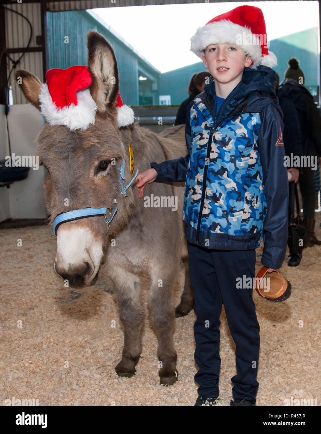 Donkey sanctuary christmas hi-res stock photography and images - Alamy