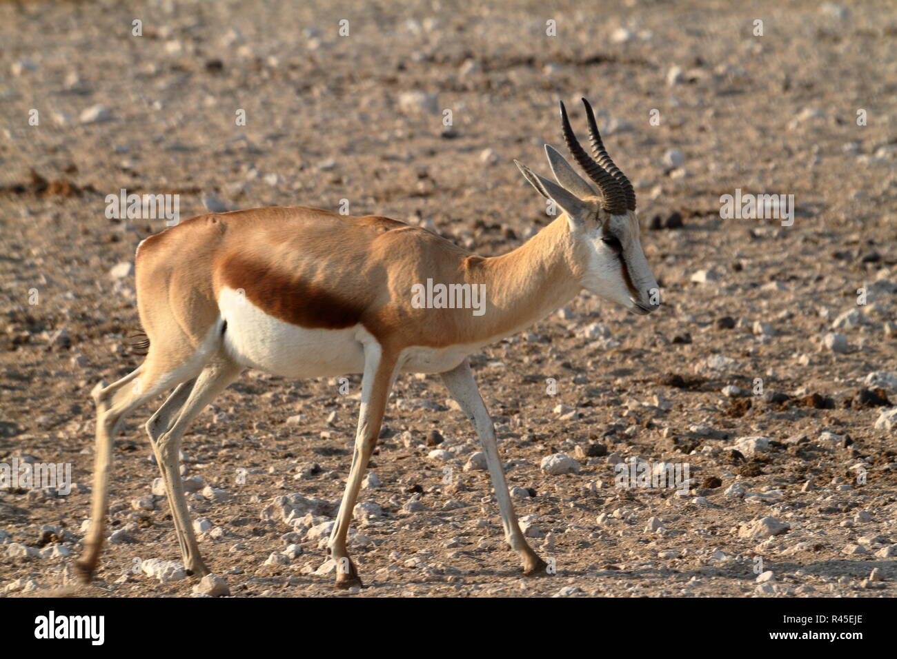 Kalahari Springbock High Resolution Stock Photography and Images - Alamy