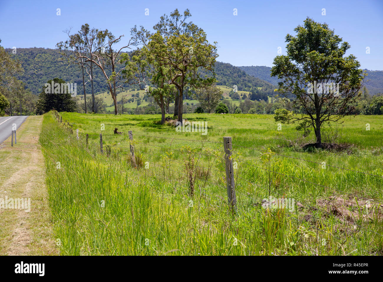 Countryside in Springbrook national park in the gold coast hinterland ...
