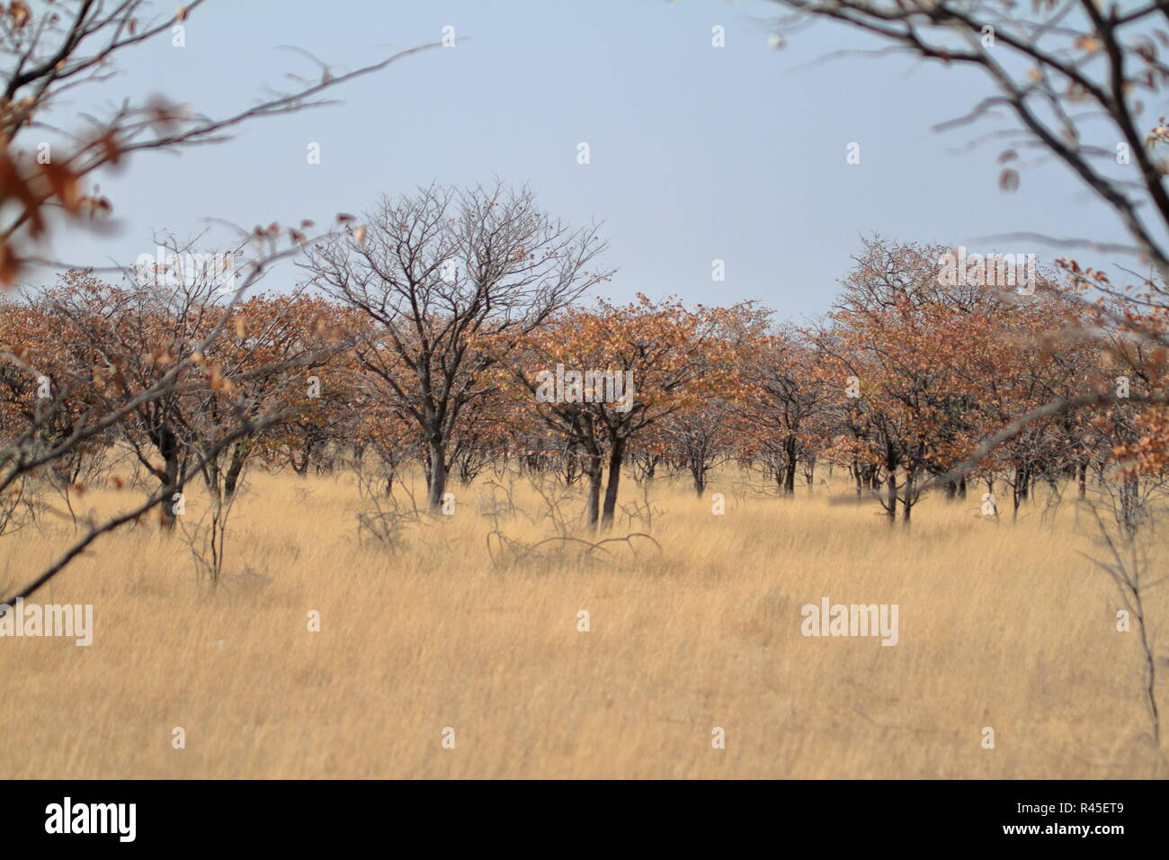 scrubland and savannah in southern africa Stock Photo - Alamy