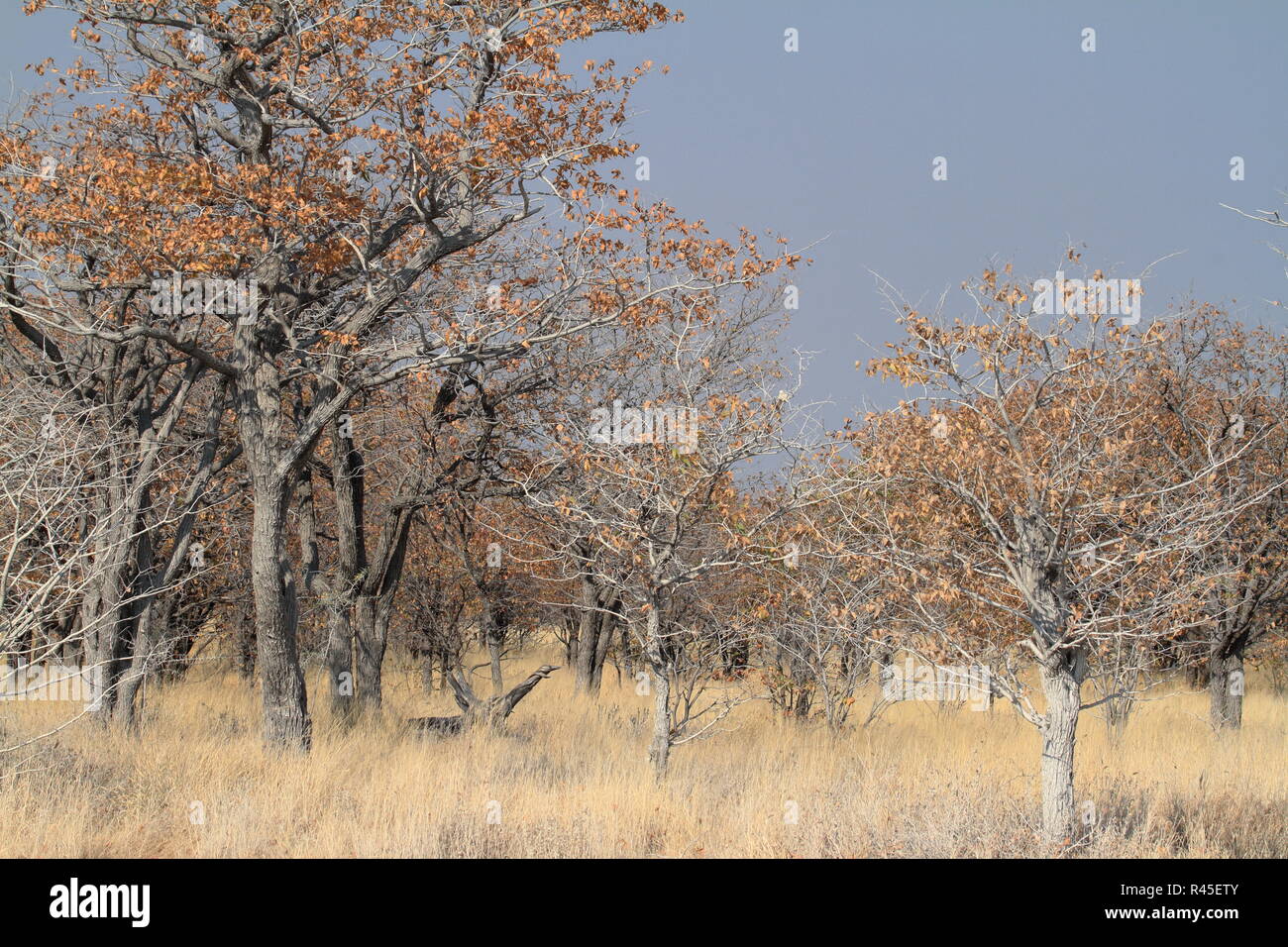 scrubland and savannah in southern africa Stock Photo - Alamy