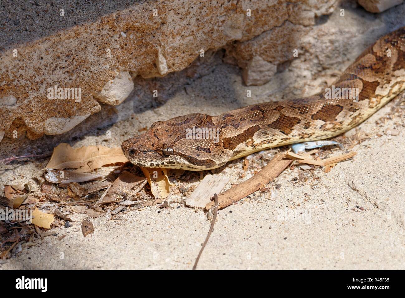 Dumerilas hi-res stock photography and images - Alamy