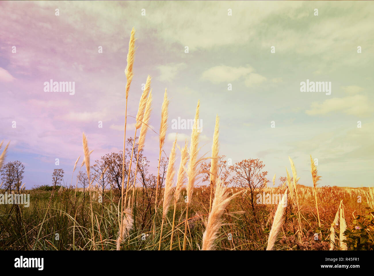 Vintage wild grass field landscape background Stock Photo - Alamy