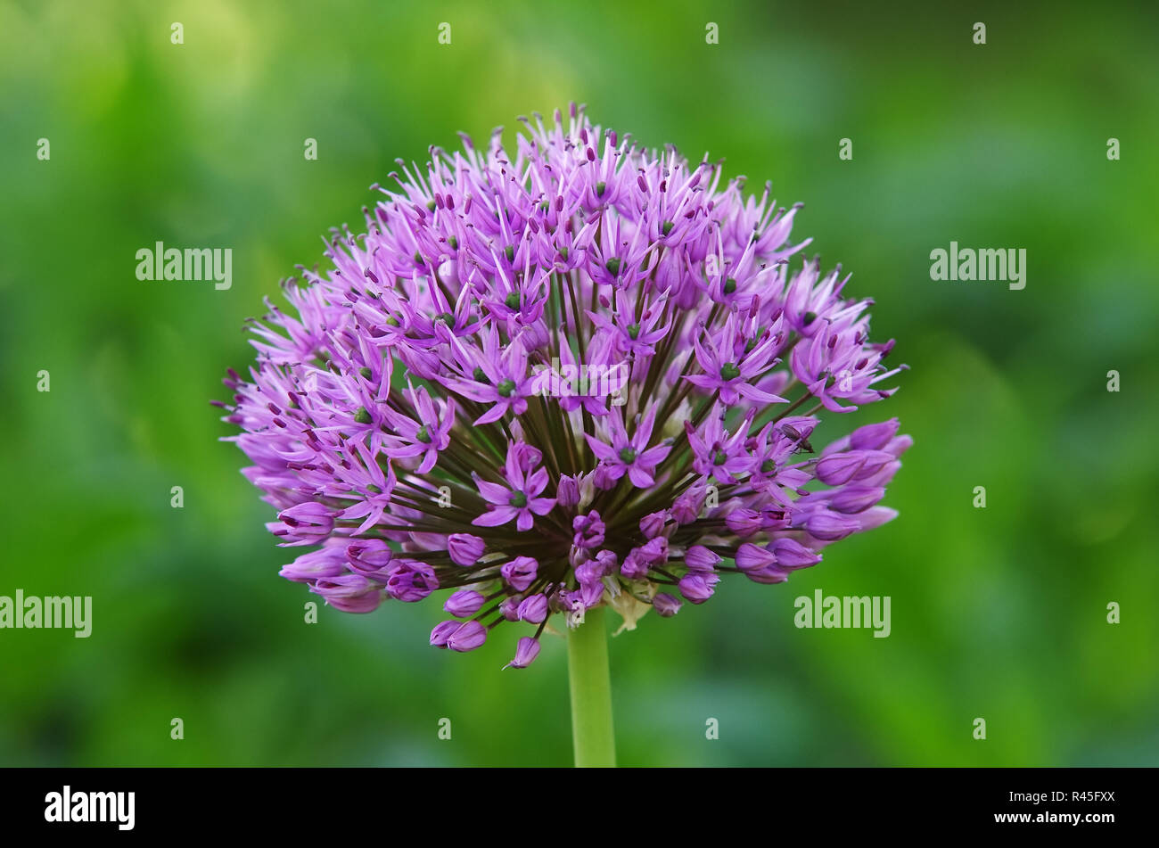 Purple ball leek hi-res stock photography and images - Alamy