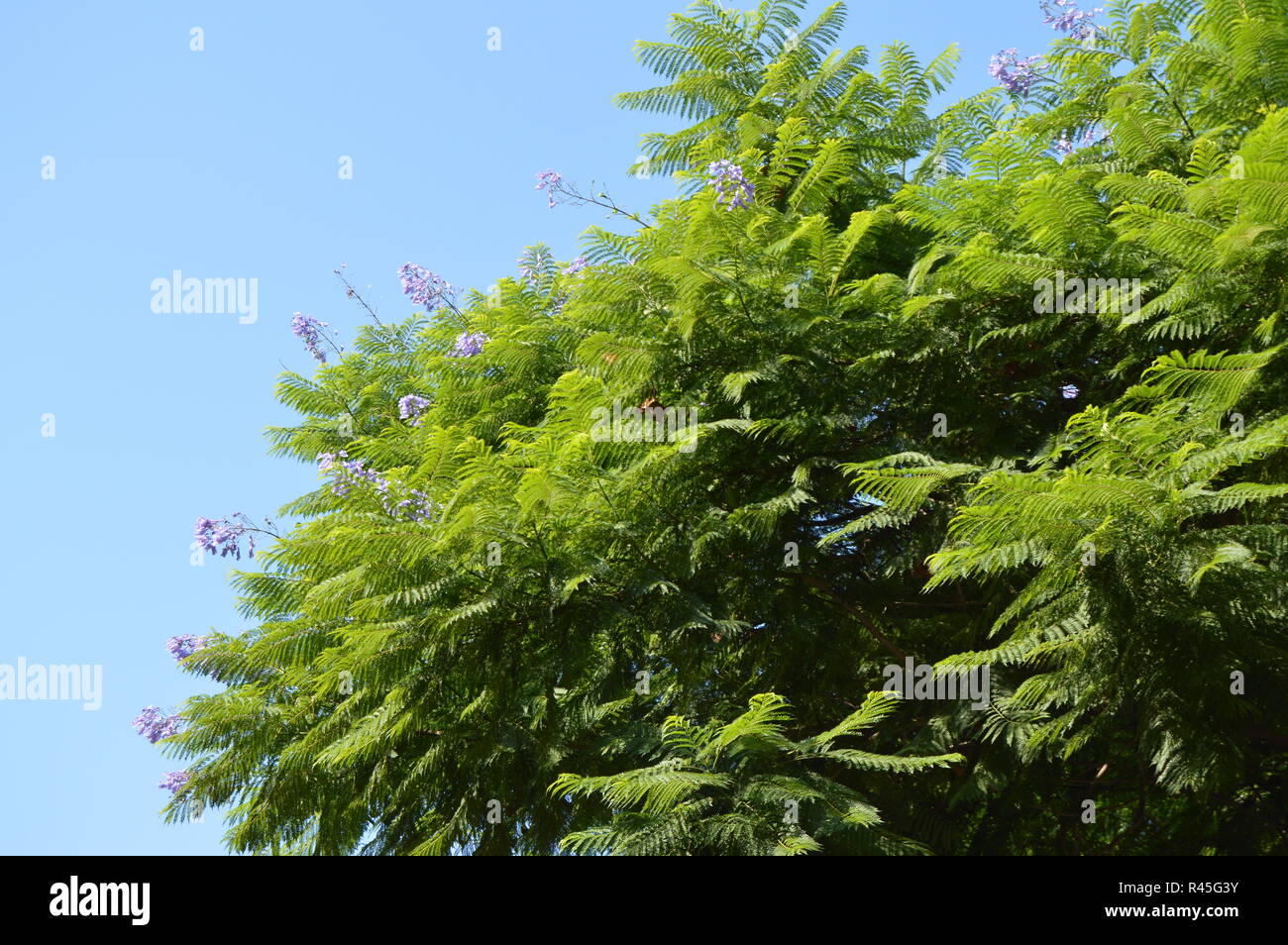 Close-up of Jacaranda fern tree branches with purple flowers on blue ...