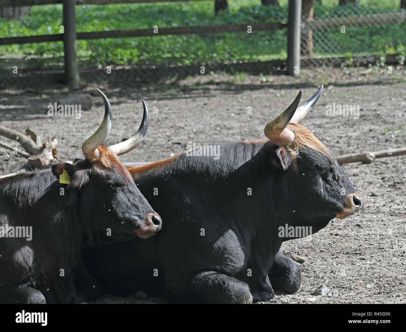 Wildrind hi-res stock photography and images - Alamy