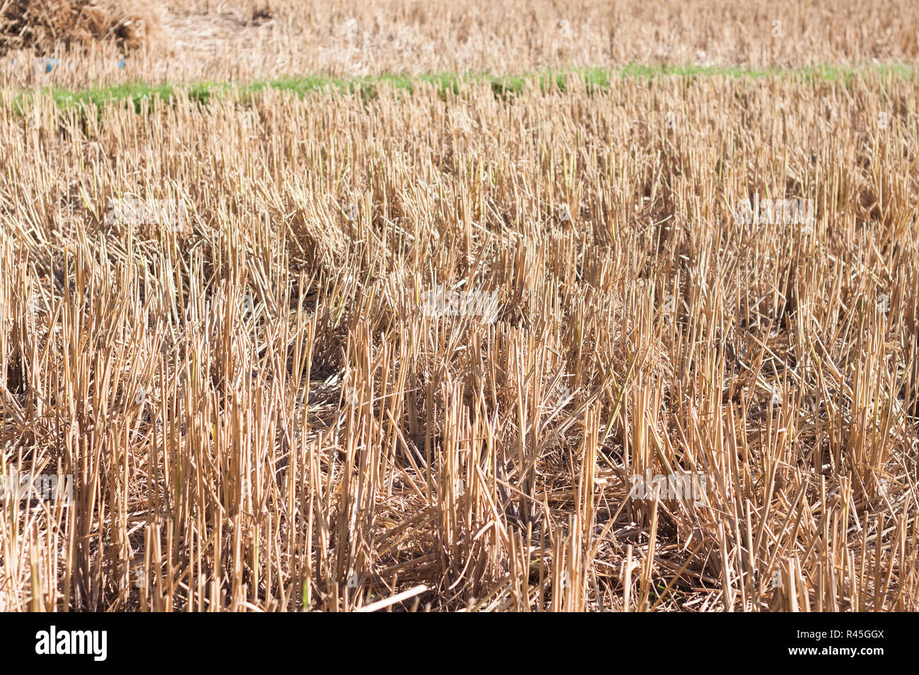 Harvested rice in rice field in Thailand Stock Photo - Alamy