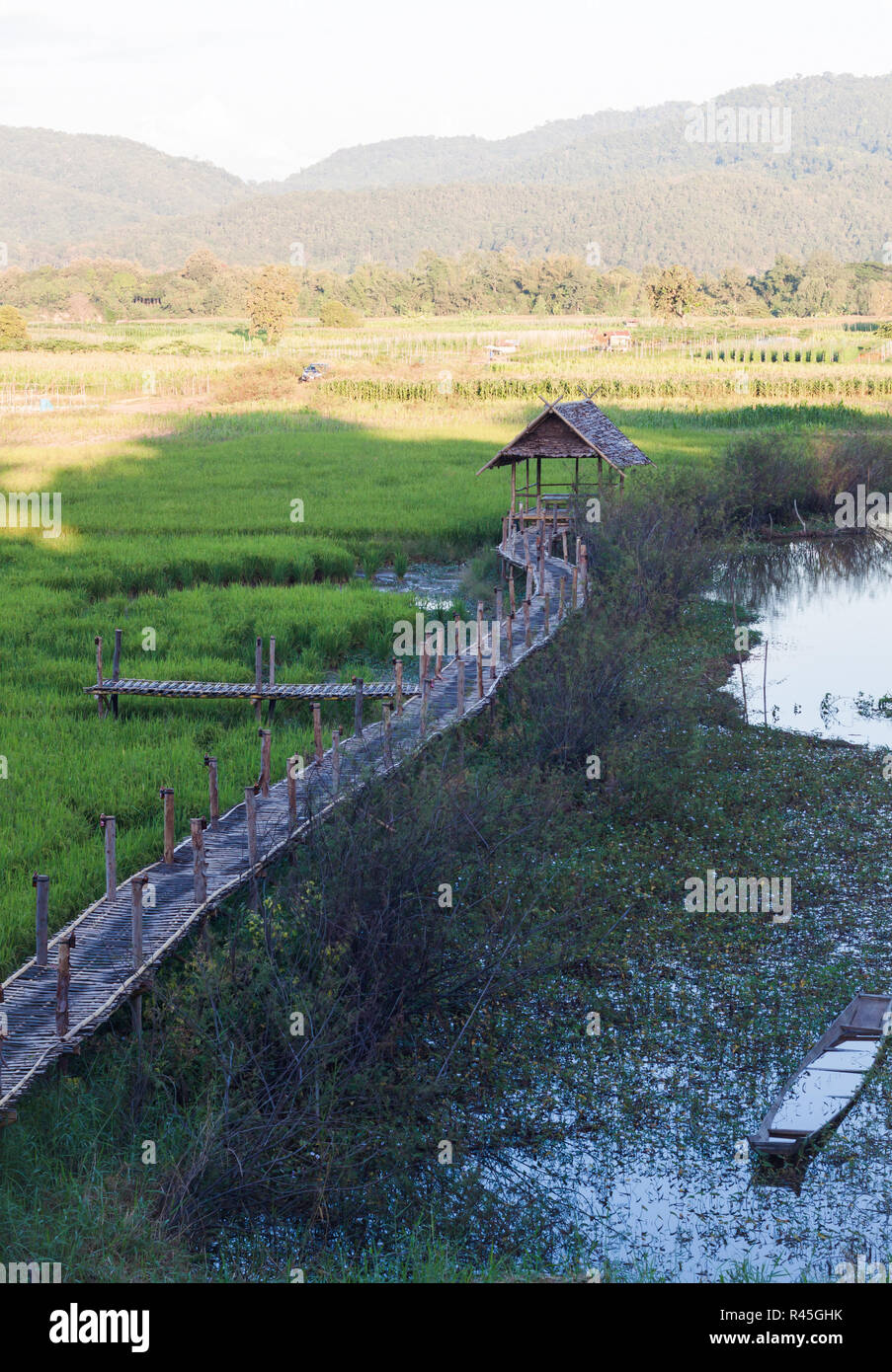 Green rice field in Chiang rai, Thailand Stock Photo - Alamy