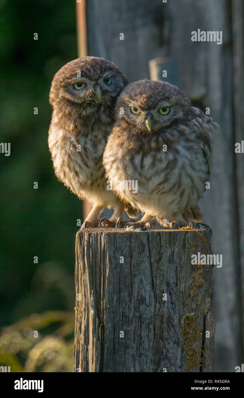 little owl owlets perched on a stump oxfordshire uk Stock Photo - Alamy