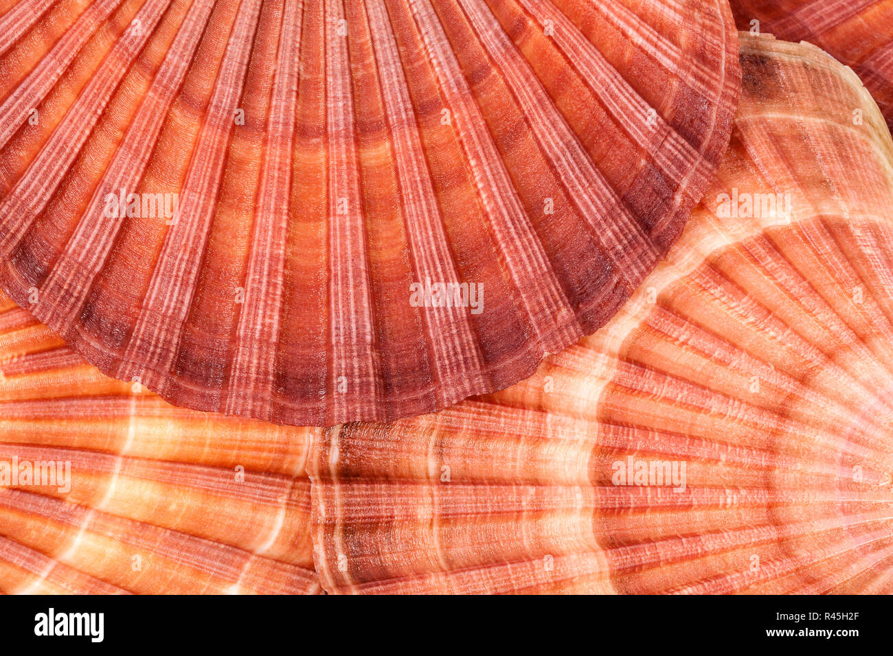 Molluscs maldives hi-res stock photography and images - Alamy