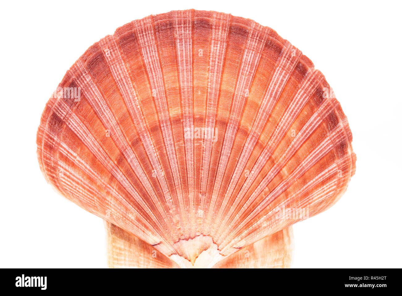 single seashell of mollusc isolated on white background Stock Photo - Alamy