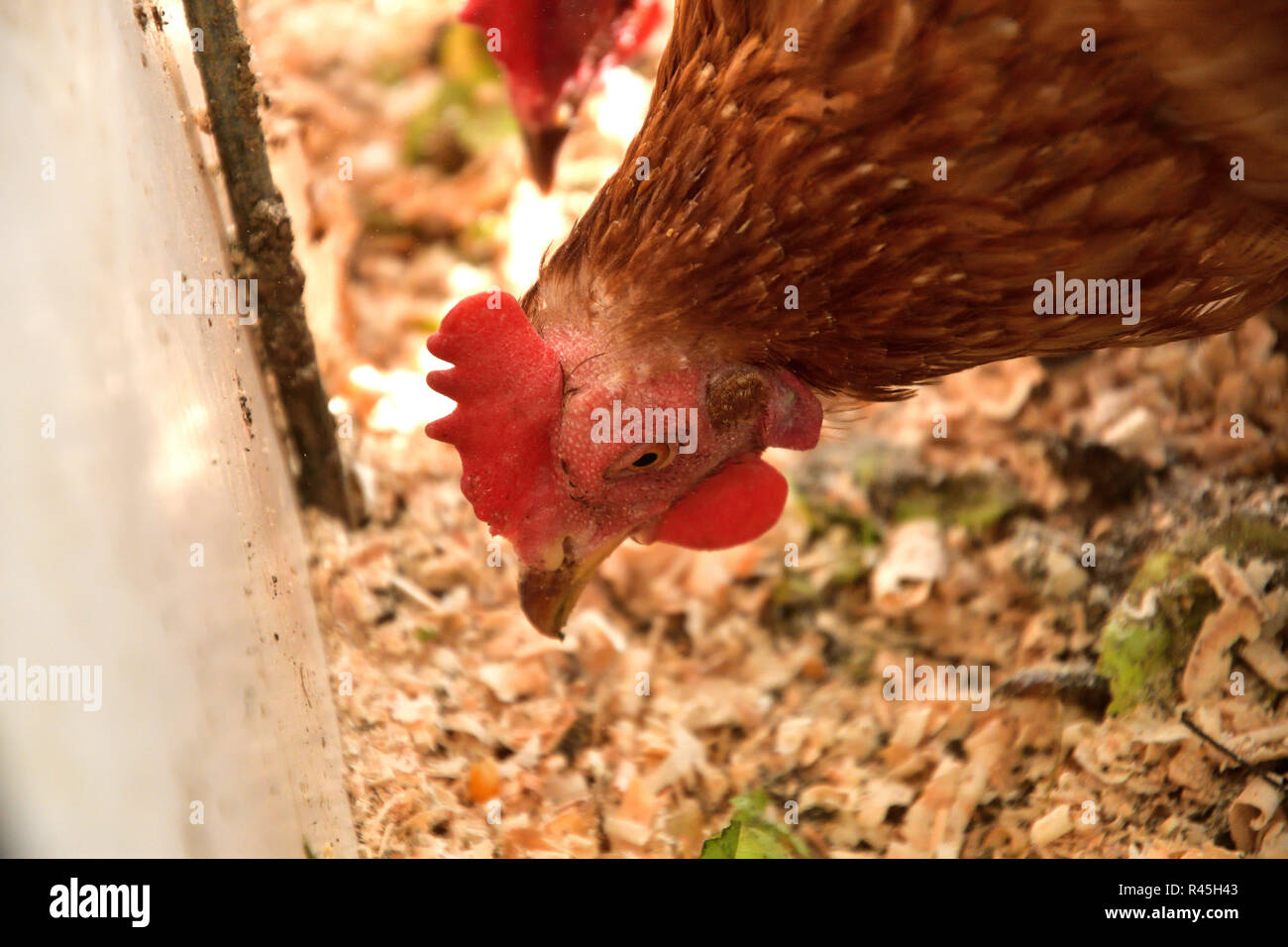 Domestic Chicken head close up portrait Stock Photo - Alamy