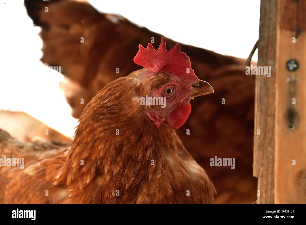 Domestic Chicken head close up portrait Stock Photo - Alamy