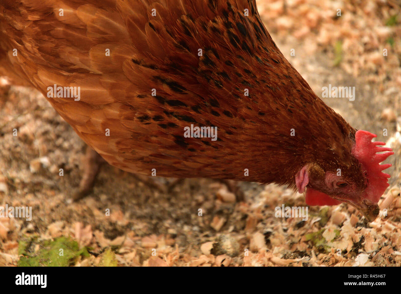Domestic Chicken head close up portrait Stock Photo - Alamy