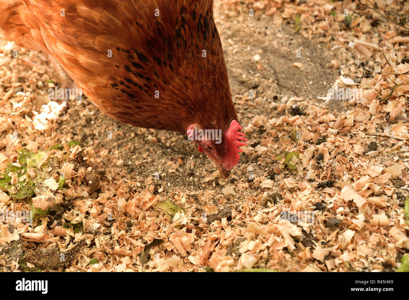 Domestic Chicken head close up portrait Stock Photo - Alamy