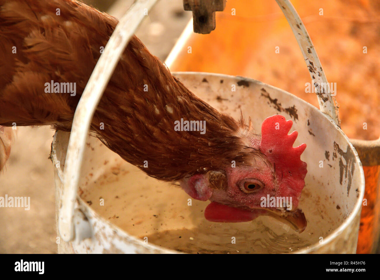 Domestic Chicken drinking water on the farm close up Stock Photo - Alamy