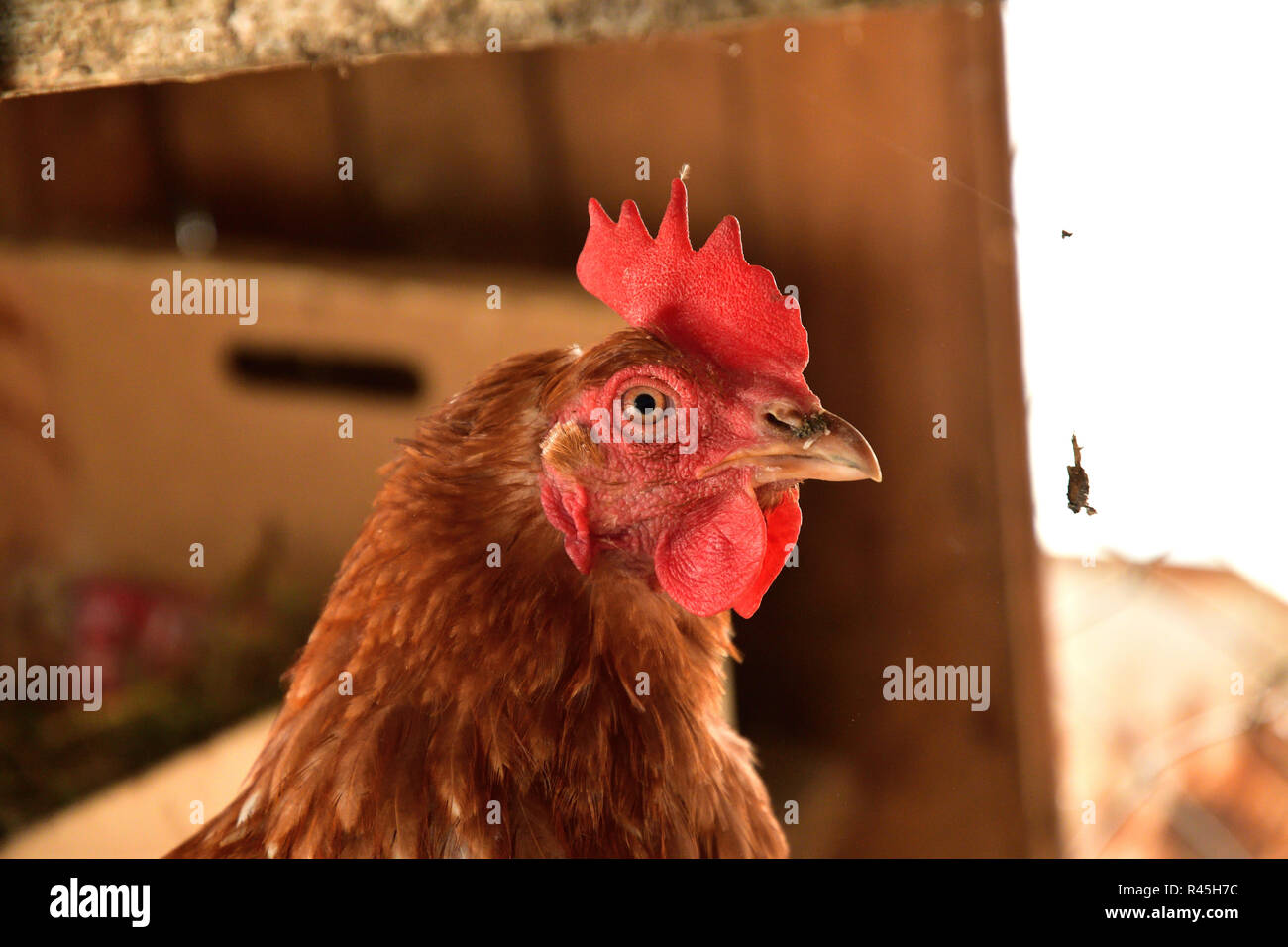 Domestic Chicken head close up portrait Stock Photo - Alamy