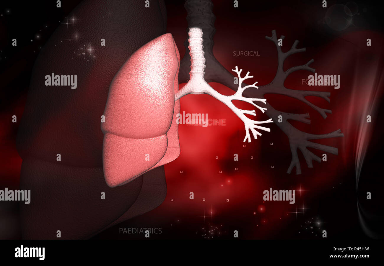 Pulmones hi-res stock photography and images - Alamy