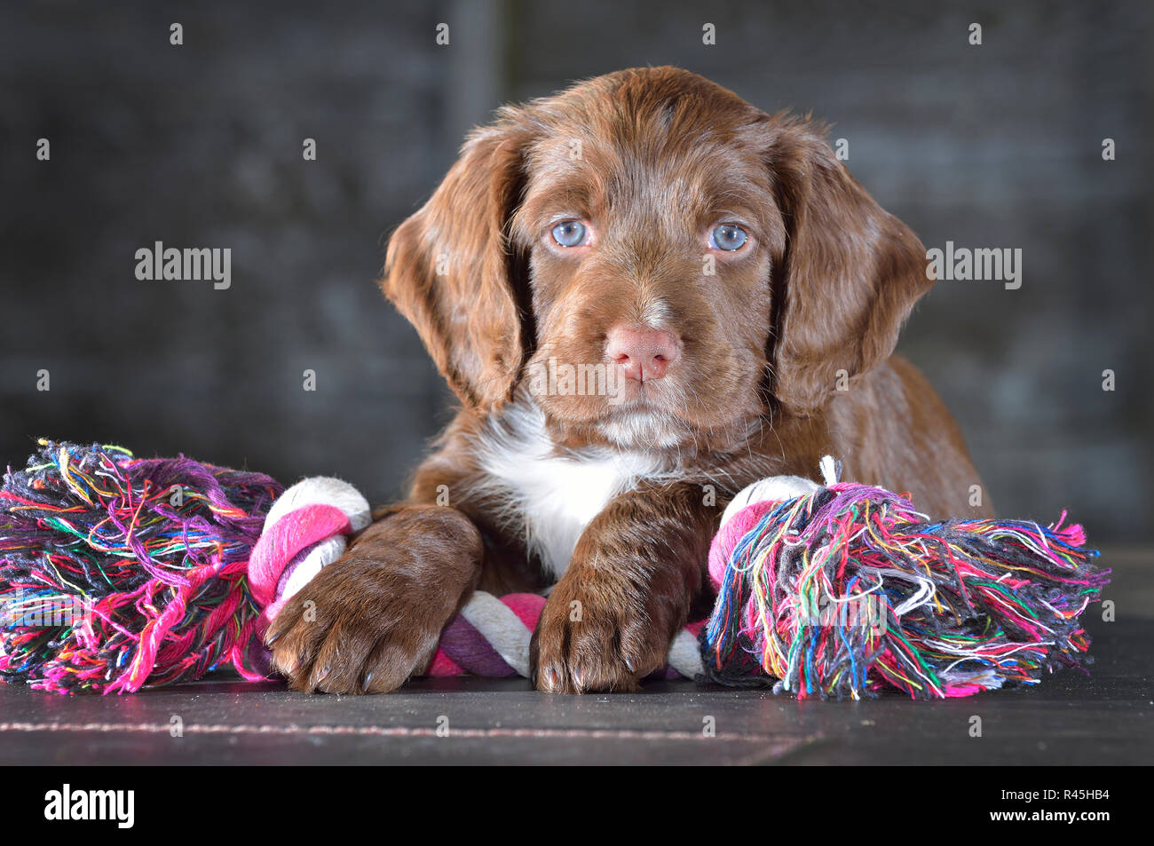 Sprocket dog hi-res stock photography and images - Alamy