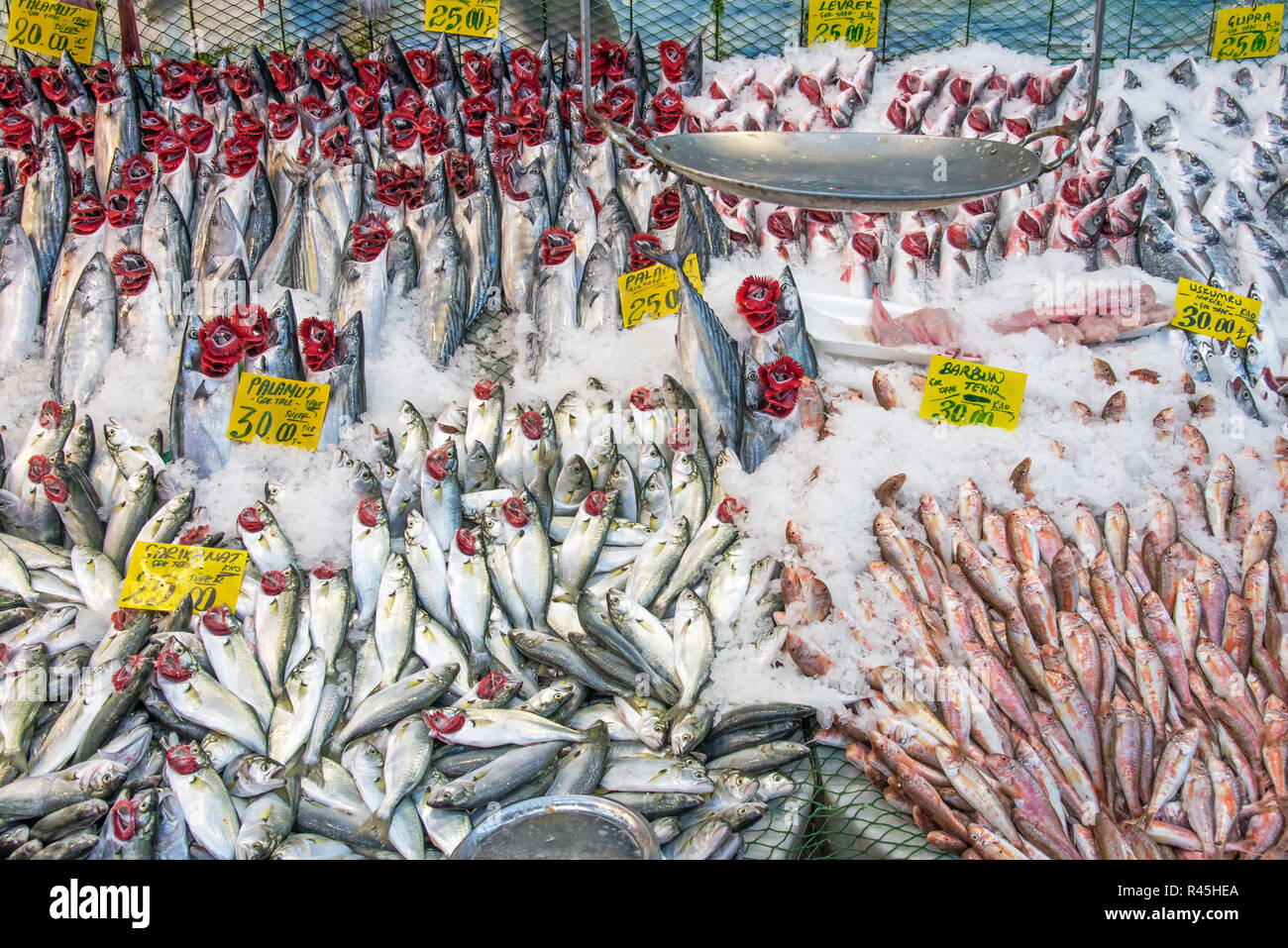 large selection of fresh fish at a market Stock Photo - Alamy