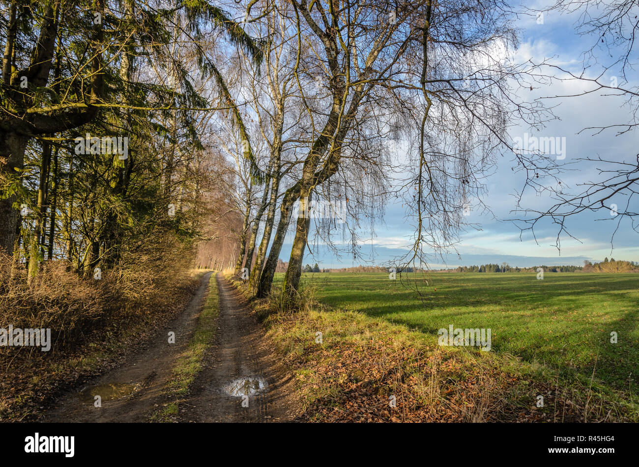 German landscape with birch trees alongside a path Stock Photo - Alamy