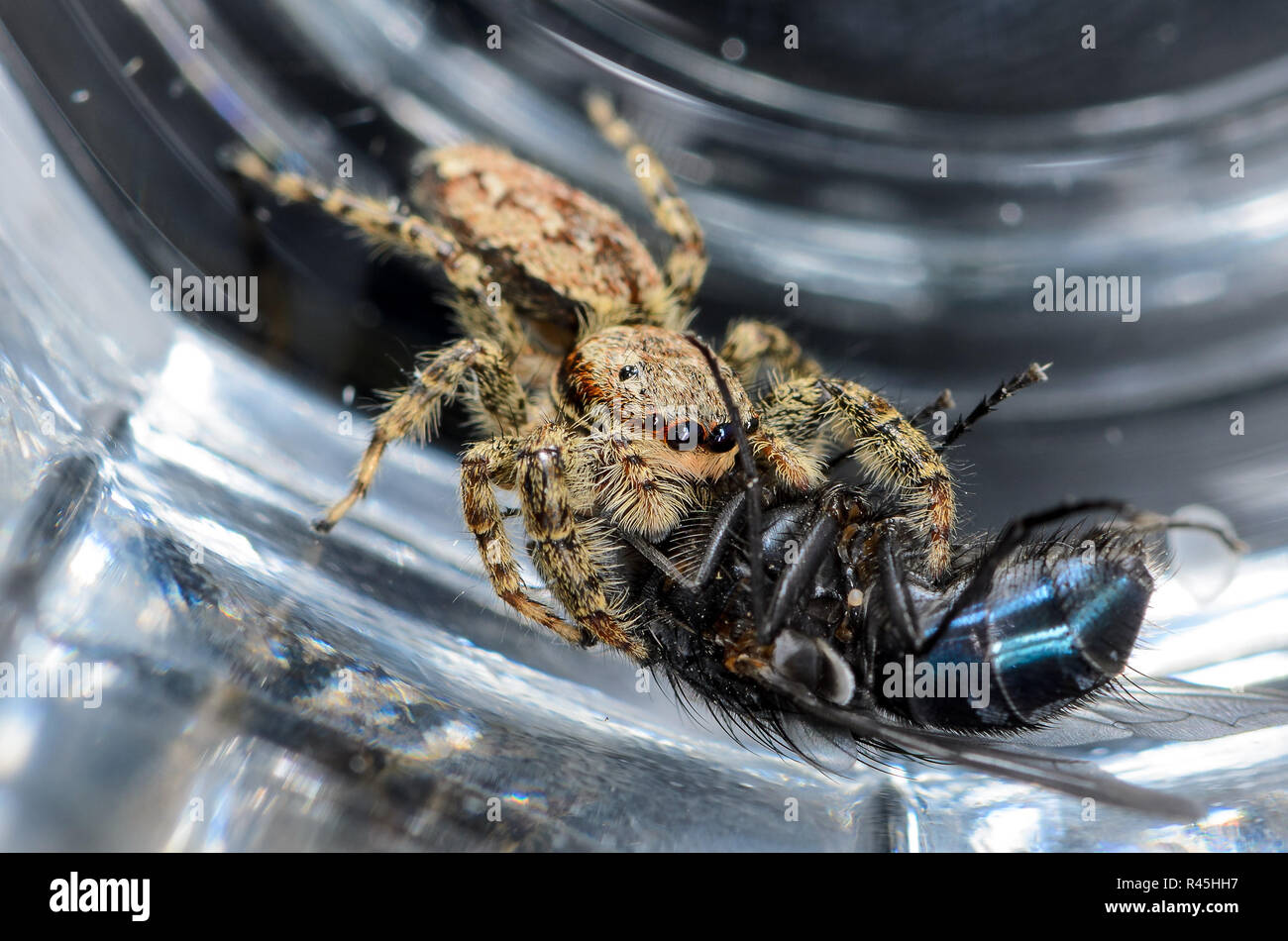 Jumping spider with fly in its claws Stock Photo - Alamy