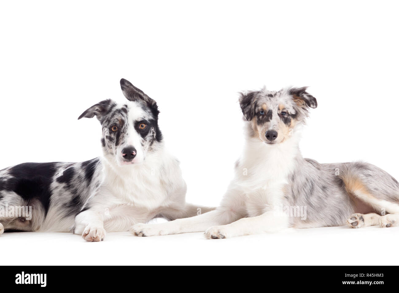 2 blue merle on white Stock Photo - Alamy