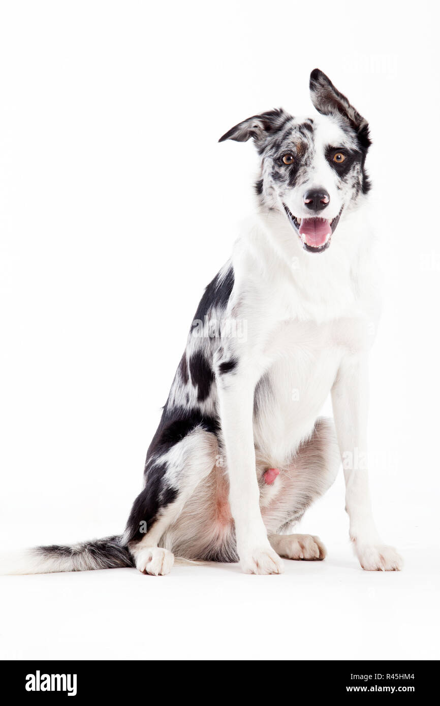 blue merle on white Stock Photo - Alamy