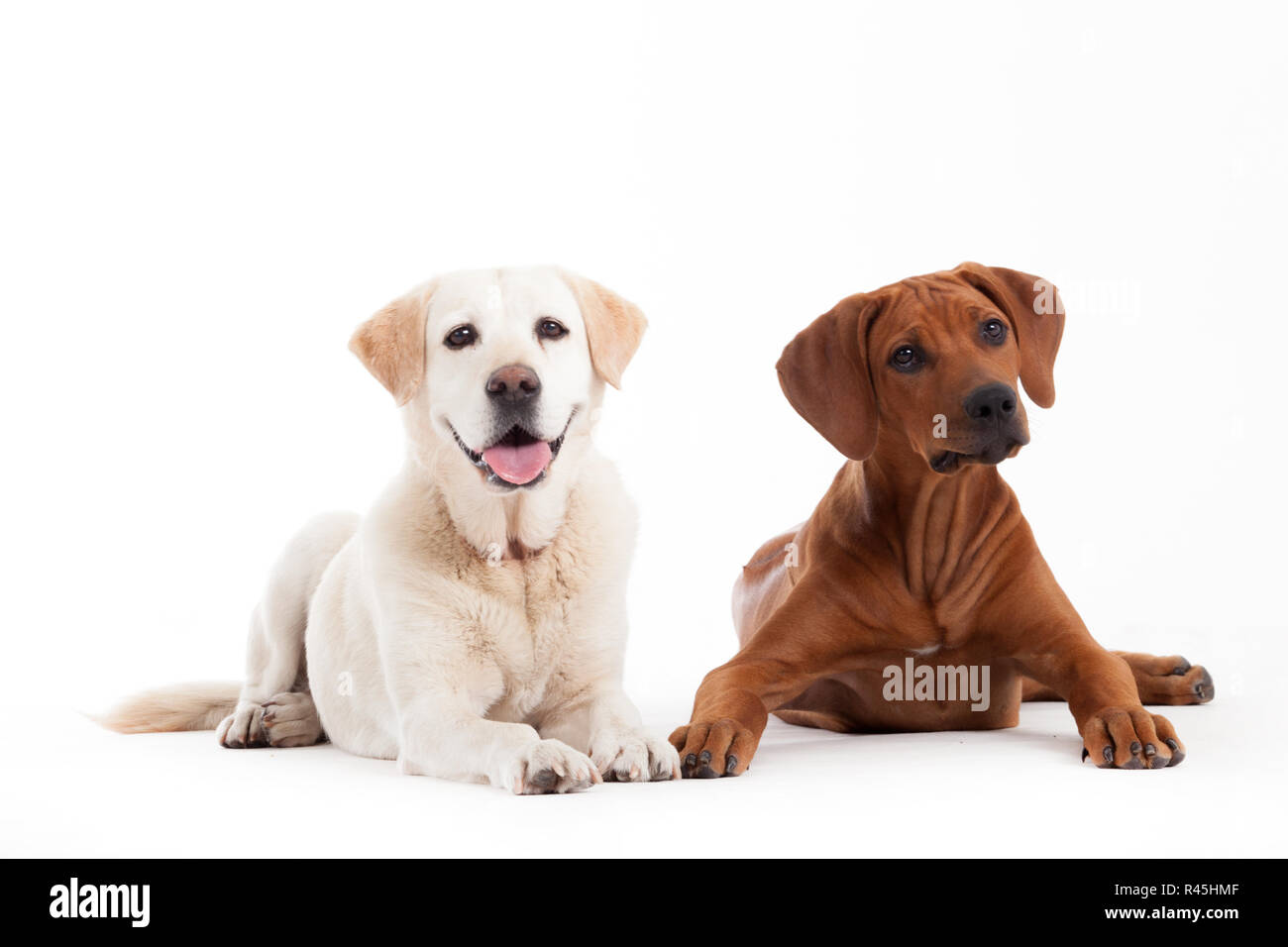 Love rhodesian ridgeback Cut Out Stock Images & Pictures - Alamy