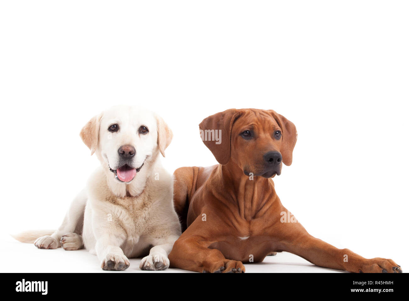 Rhodesian Ridgeback and golden retriever Stock Photo - Alamy