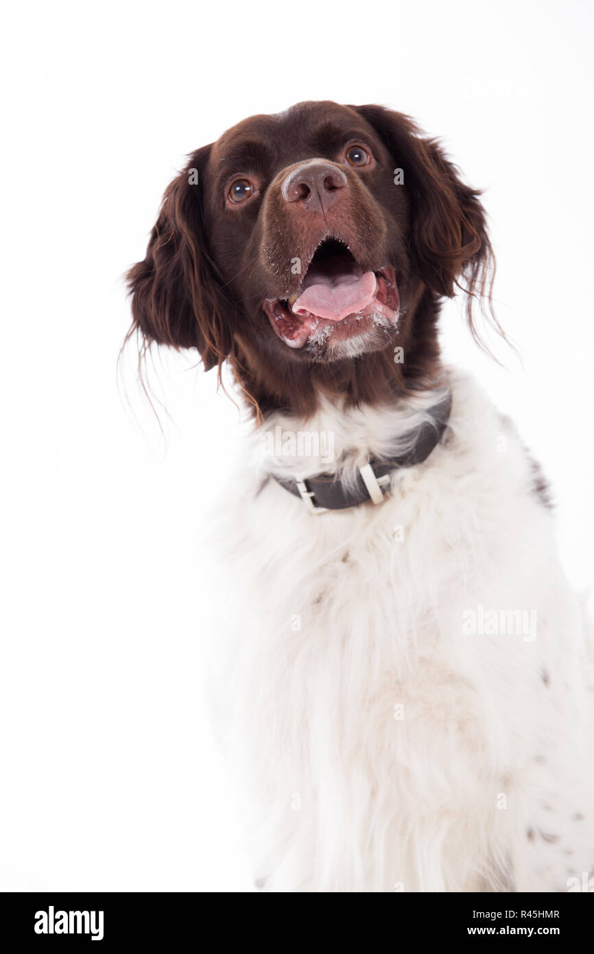 Dutch Partridge Dog on white Stock Photo - Alamy