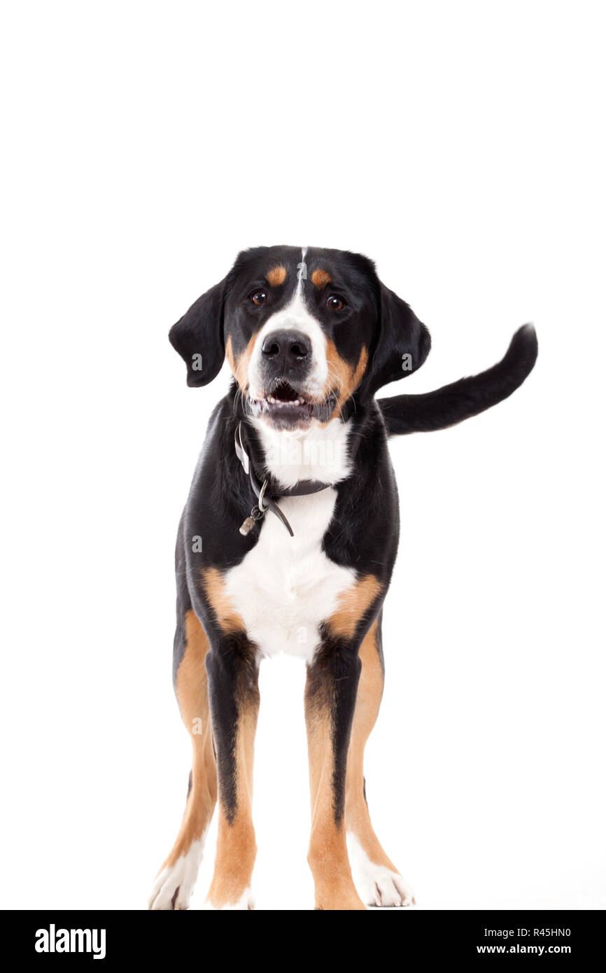 Appenzeller dog Cut Out Stock Images & Pictures - Alamy