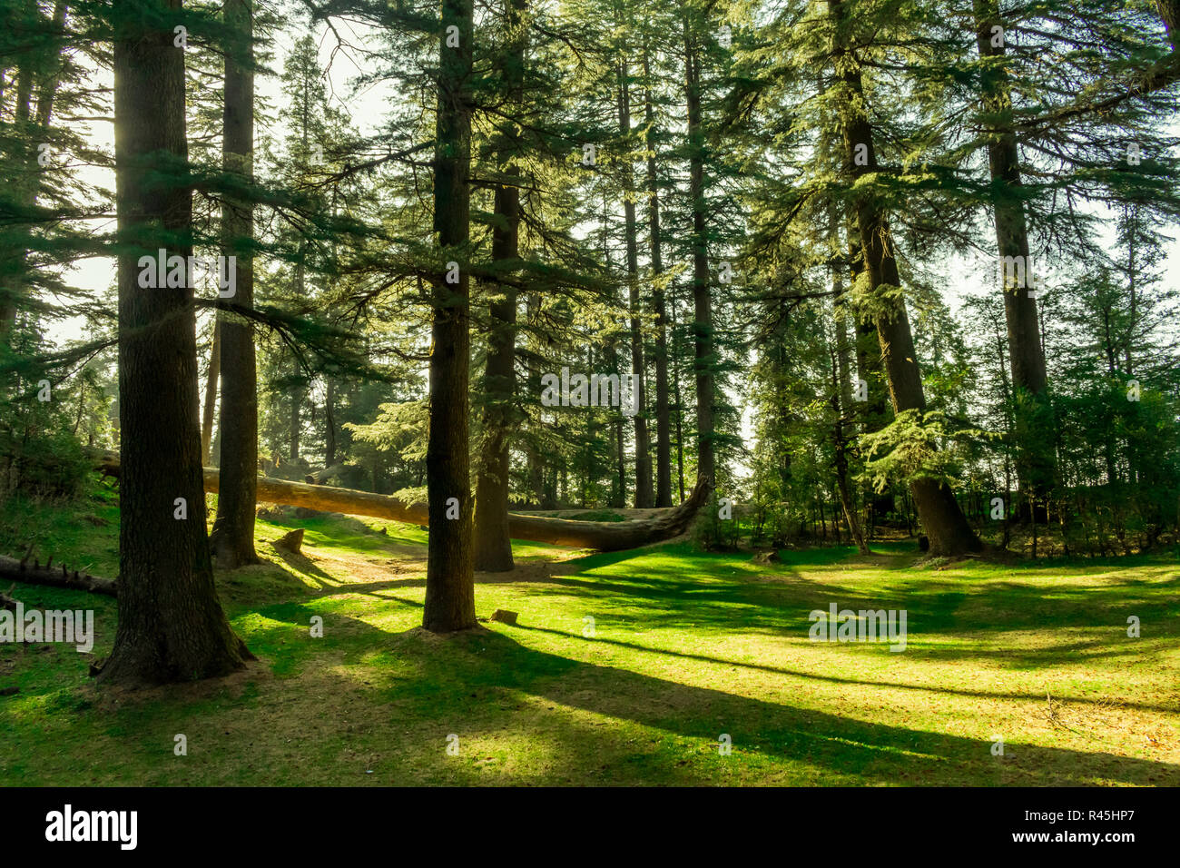 Kalatop Wildlife Sanctuary- a beautiful clearing in the forest, green ...