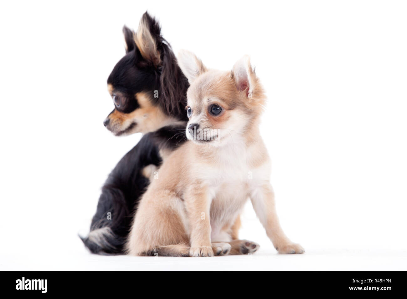 Two chihuahua dogs sit hi-res stock photography and images - Alamy