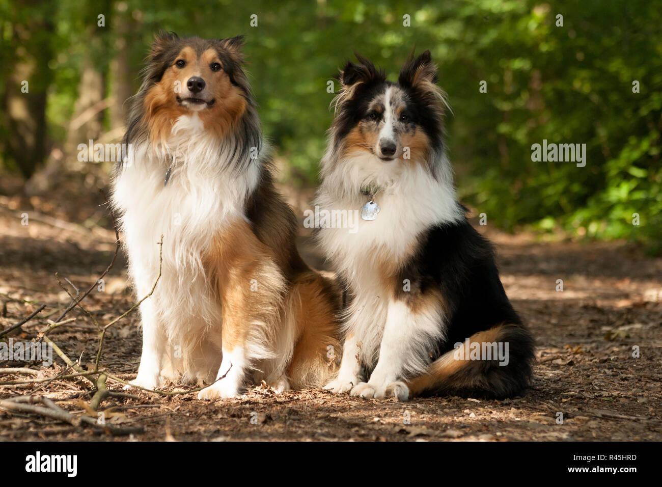 Dogs in the forest hi-res stock photography and images - Alamy