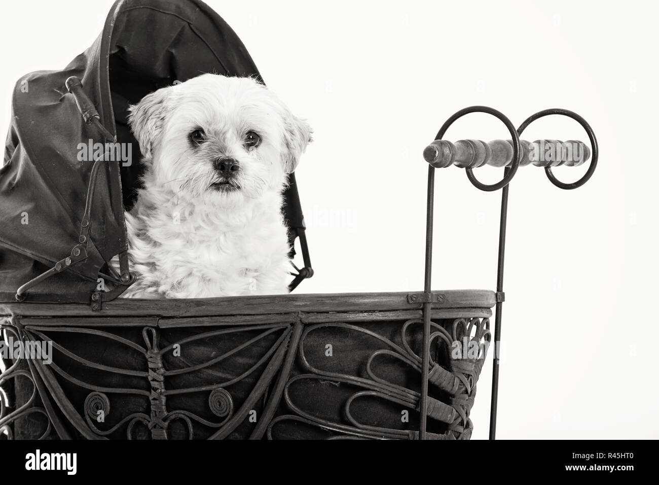 Maltezer hi-res stock photography and images - Alamy