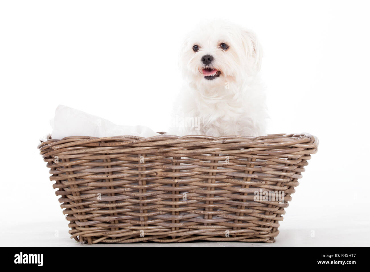 Maltezer hi-res stock photography and images - Alamy