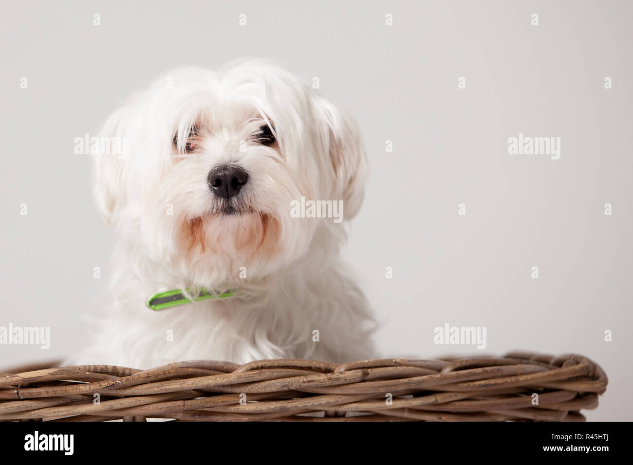 Maltezer hi-res stock photography and images - Alamy