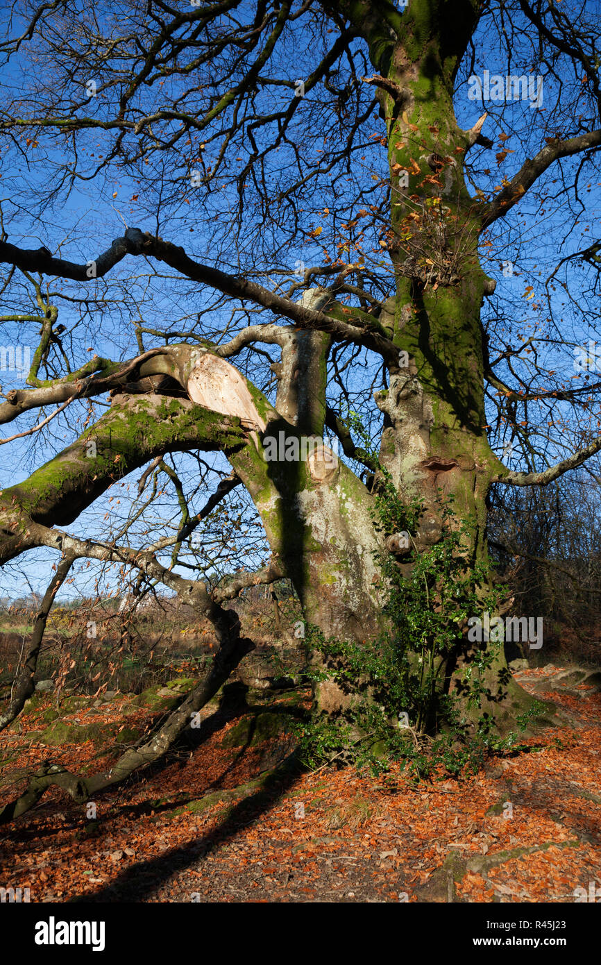 Gold tree colours hi-res stock photography and images - Alamy